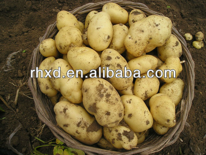 New Crop Fresh Potato (Holland Potato,Chinese Potato),China RHXD price ... New Crop Fresh Potato (Holland Potato,Chinese Potato),China RHXD price ...