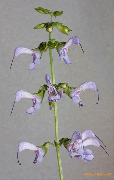 Danshen Root (Salvia Miltiorrhiza Bge.) Extract,China ABL price ... Danshen Root (Salvia Miltiorrhiza Bge.) Extract,China ABL price ...